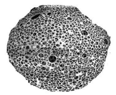 Highly Porous Nature Of Microsponges History Of Microsponge Download Scientific Diagram