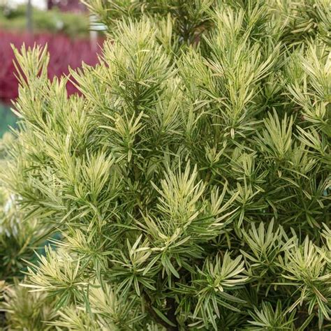 Podocarpus Macrophyllus Roman Candle Variegated Yew Plum Pine Siteone Us
