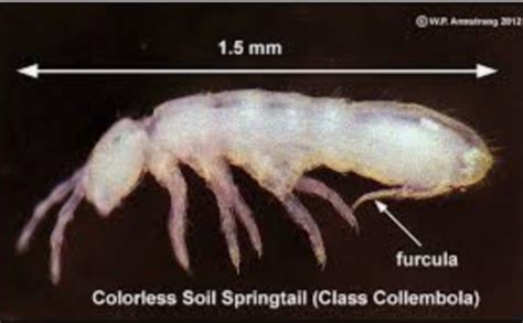 Insect Taxonomy And Classification 15 16 17 Flashcards Quizlet