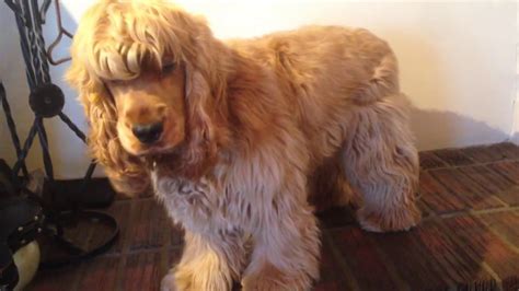 An A To Z Guide To Raise The English Cocker Spaniel 2020 Breeders