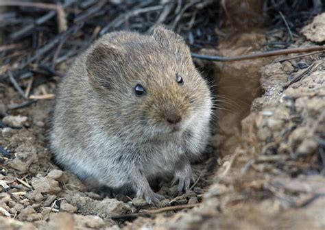 Ccgp — Microtus Californicus California Vole