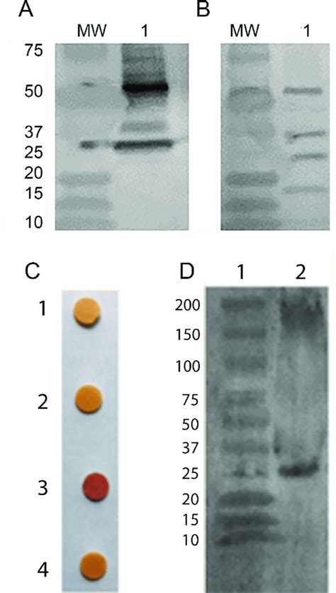 Detection Of Non Phage Structural Proteins In Phage Filaments