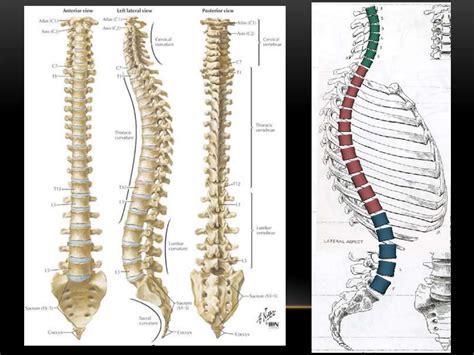 Ct Imaging Examination About Aorta And Its Disease Ppt