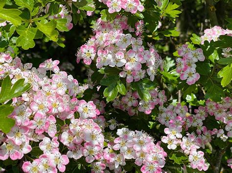 Hawthorn A Prolific Native Species Hedges Direct Blog Otemoto