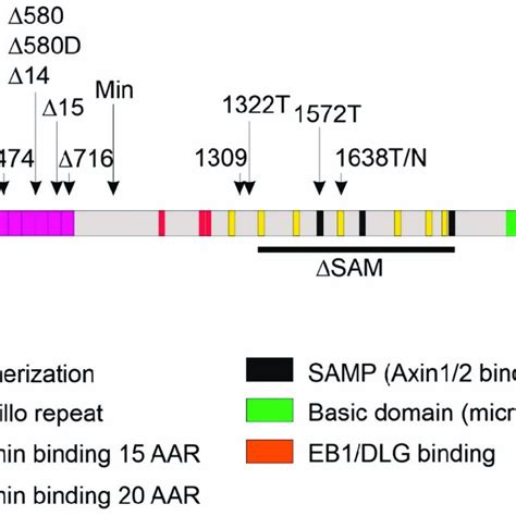 Biological Characteristics Of Consensus Molecular Subtype Cms Groups Download Scientific