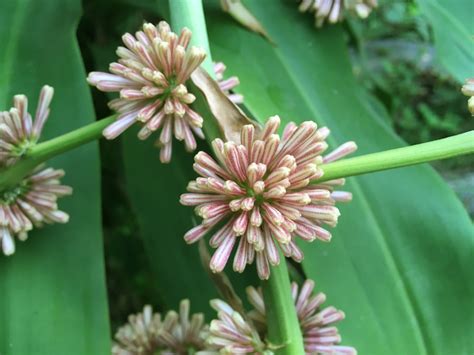 Dracaena Fragrans Flower