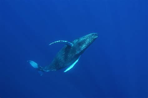 Insights From Humpback Whale Songs Conservation Articles And Blogs Cj