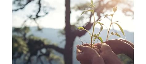 Naturalistic Intelligence Definition Characteristics And Real Life