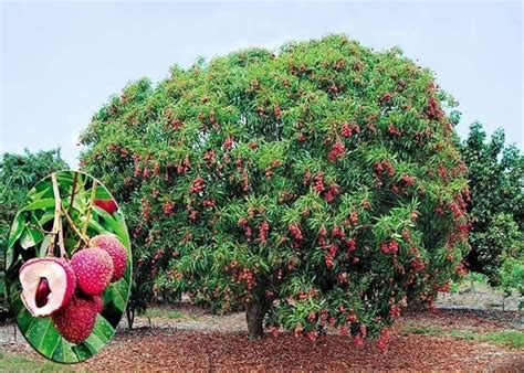 Lychee Tree Flower