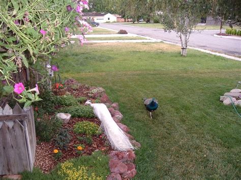 These 2 Peacocks Were Visiting Our Yard