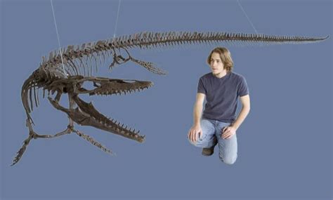 Plioplatecarpus Sp Skeleton Display Replica Black Hills Institute