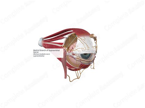 Medial Branch Of Supraorbital Nerve Complete Anatomy