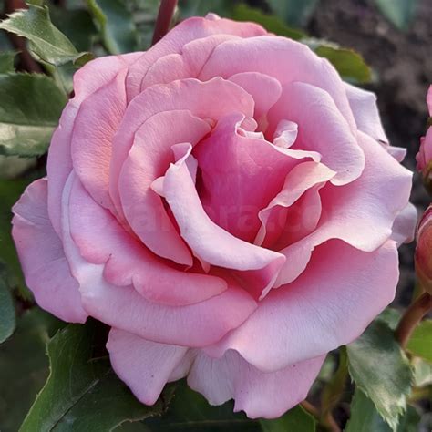 Саженцы роз Трули Скремпшиз Поистине восхитительный 120 см 3500