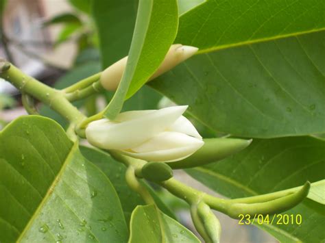 Dalam Lingkaran Ini Bunga Cempaka Putih