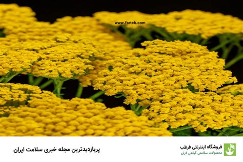 معرفی خواص و عوارض بومادران طرز تهیه دمنوش بومادران