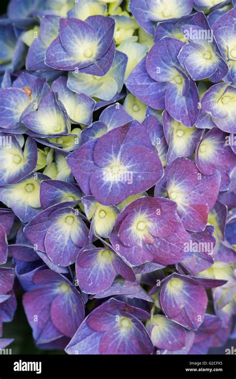 Hydrangea Macrophylla Jip Blue Bigleaf Hydrangea Flowering Stock