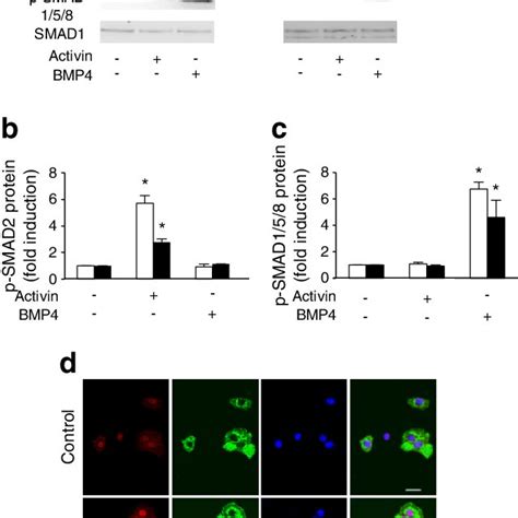 Phosphorylation Of Smad Proteins By Bmp4 In Islets A Rat Or Human