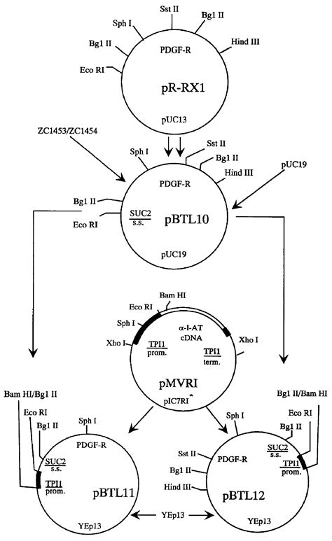 Biologically Active Dimerized And Multimerized Polypeptide Fusions