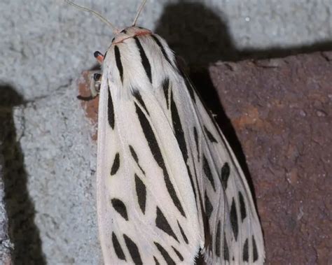 Apantesis Arge Facts Diet Habitat And Pictures On Animaliabio