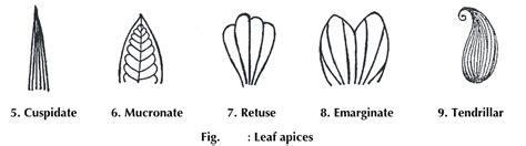 Leaf Structure Types Parts And Modifications Biology Ease