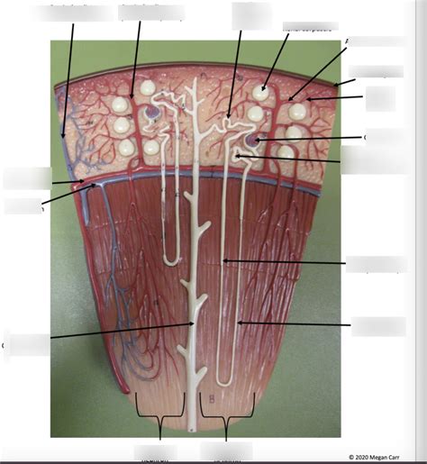 Nephron Model Diagram Quizlet
