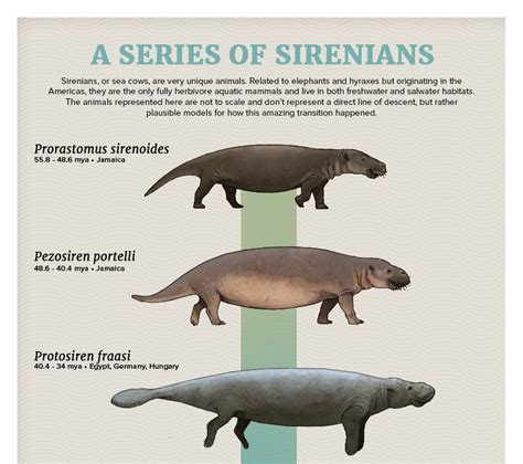 Evolution Series A Series Of Sirenians Paleoart On Tumblr