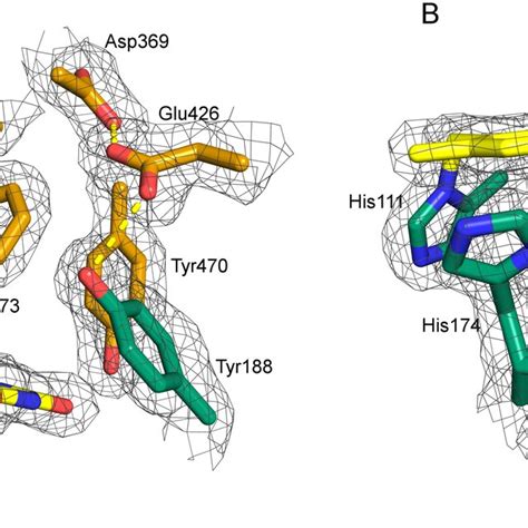 Pdf Structure Of A Berberine Bridge Enzyme Like Enzyme With An Active Site Specific To The