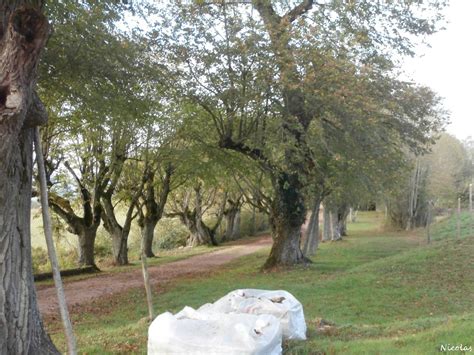 Olympus Digital Camera Les Têtards Arboricoles