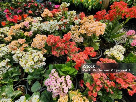 Kalanchoe Blossfeldiana Has Thick Freshgreen Leaves That Are Succulent