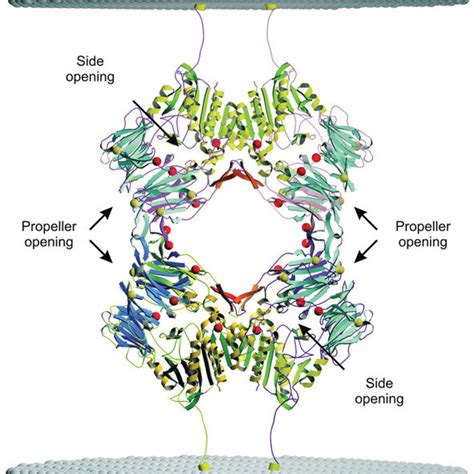 Schematic Representation Of The Catalytic Pocket Of Dpp 4 Dpp 4