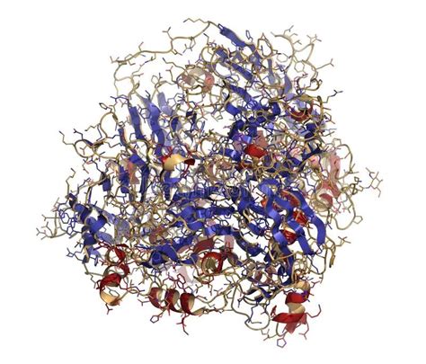 Ceruloplasmina Función Valores De Referencia Y Su Importancia Clínica Doctor Online
