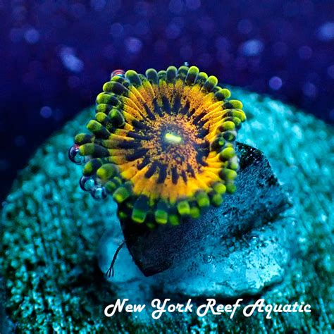 Gold Maul Zoanthid New York Reef Aquatic