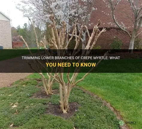 Trimming Lower Branches Of Crepe Myrtle What You Need To Know Shuncy