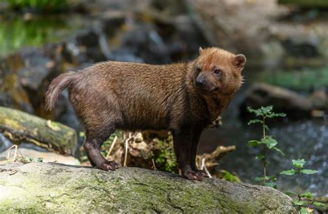 Bush Dog Description Size And Facts Britannica