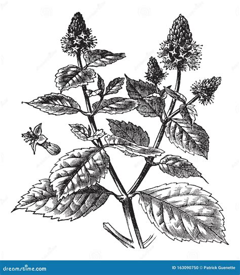 Patchouli Or Pogostemon Cablin Vintage Engraving Stock Vector Illustration Of Cablin Antique