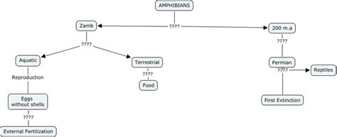 Amphibians What Are Amphibians