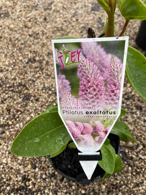 Ptilotus Exaltatus Joey 140 Mm Great Ocean Road Nursery Abn 61907322965