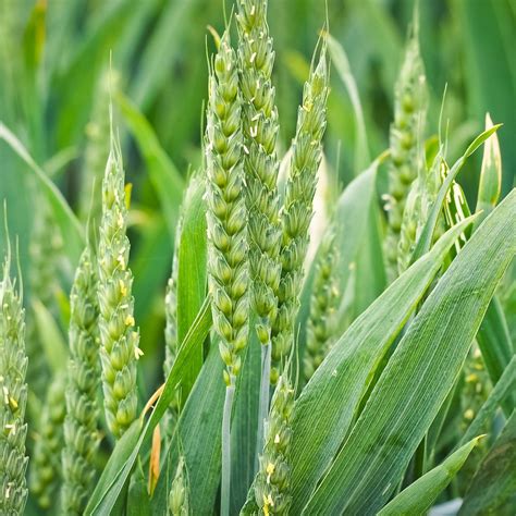 Global Wheat Head Dataset 2021 Kaggle