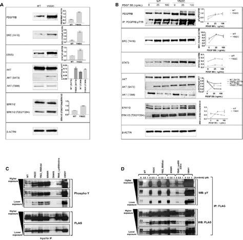 Pdgfrb Variants Are Constitutively Phosphorylated Sensitive To