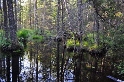 Miškai Žemaitijos Parkas