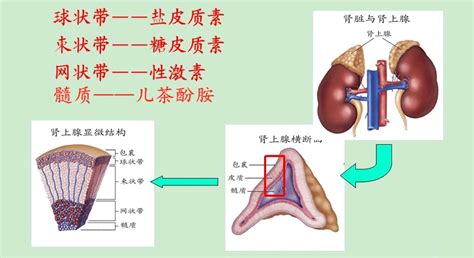 肾上腺肿瘤一定要切除整个肾上腺吗？ 健康160