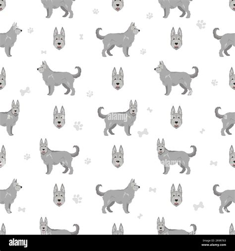 Berger Picard Seamless Pattern Different Coat Colors And Poses Set