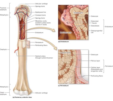 Chapter 7 Bone Structure And Function Flashcards Quizlet