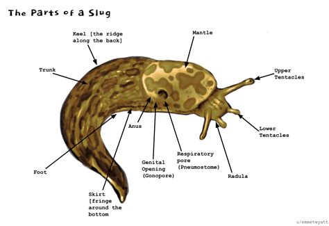 Slug Drawing With Label