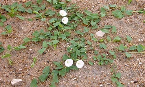 Field Bindweed Control In Yards And Gardens