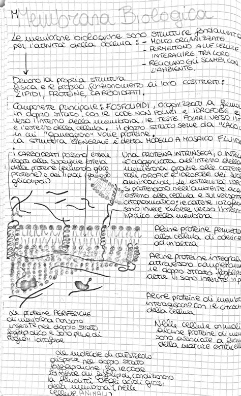 Membrana Plasmatica Delle Cellule Docsity