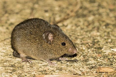Cursor Grass Mouse Akodon Cursor Ecoregistros