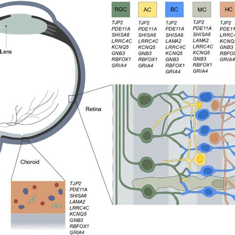 Ocular Expression Of The Prioritized Candidate Genes Schematic