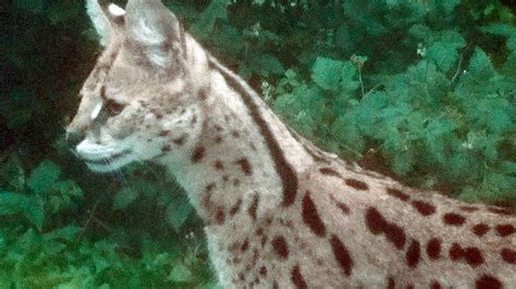 Serval Rettssak Om Nino I Bergen Er Utsatt