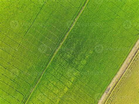 Aerial View Of Green And Yellow Rice Fields Sustainable Agriculture